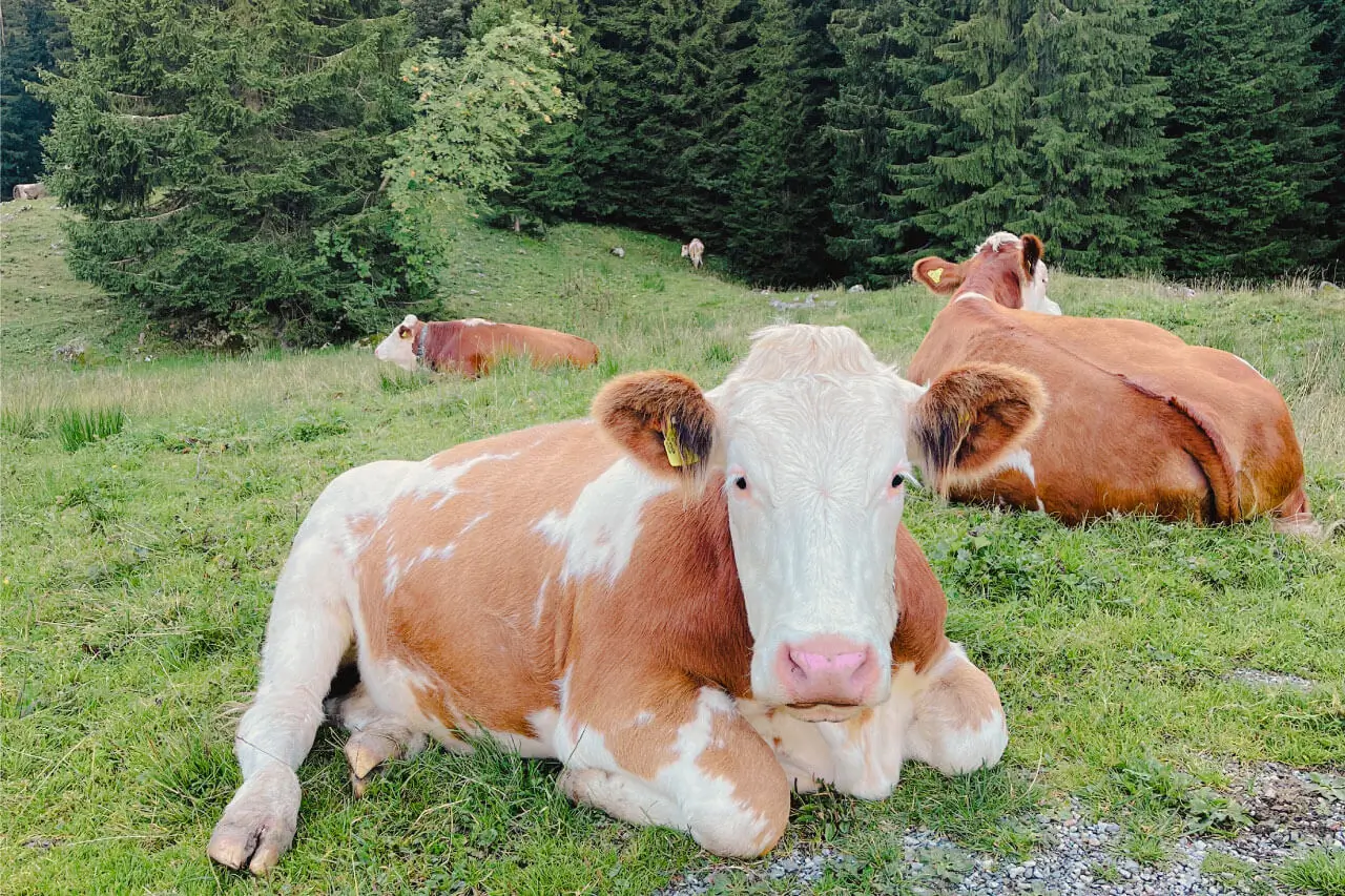 Hiking from Oberammergau to Schartenkopf and Laber I travelhunter