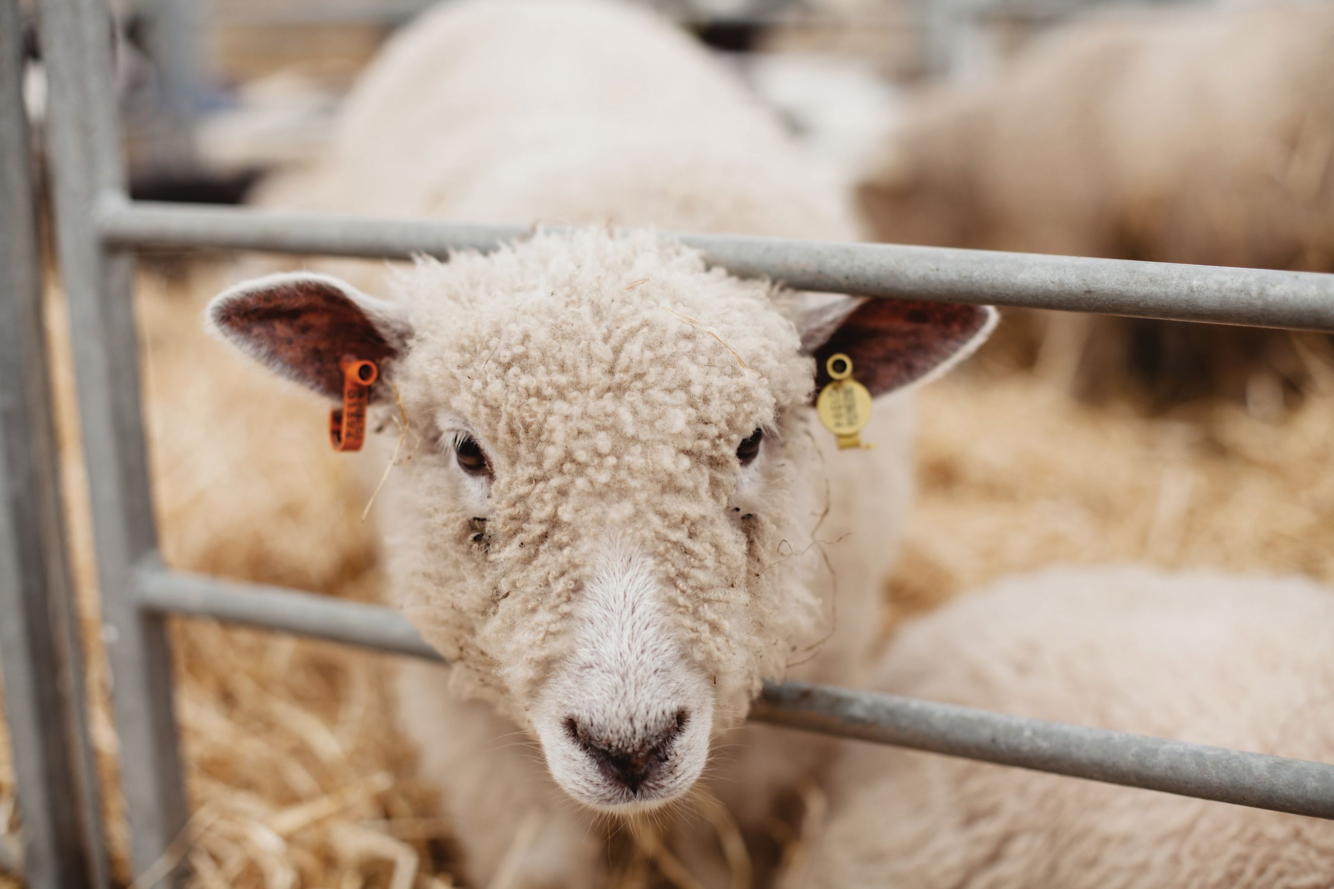 Royal Cornwall Show 2024 - Cornwall's BIGGEST Annual Event