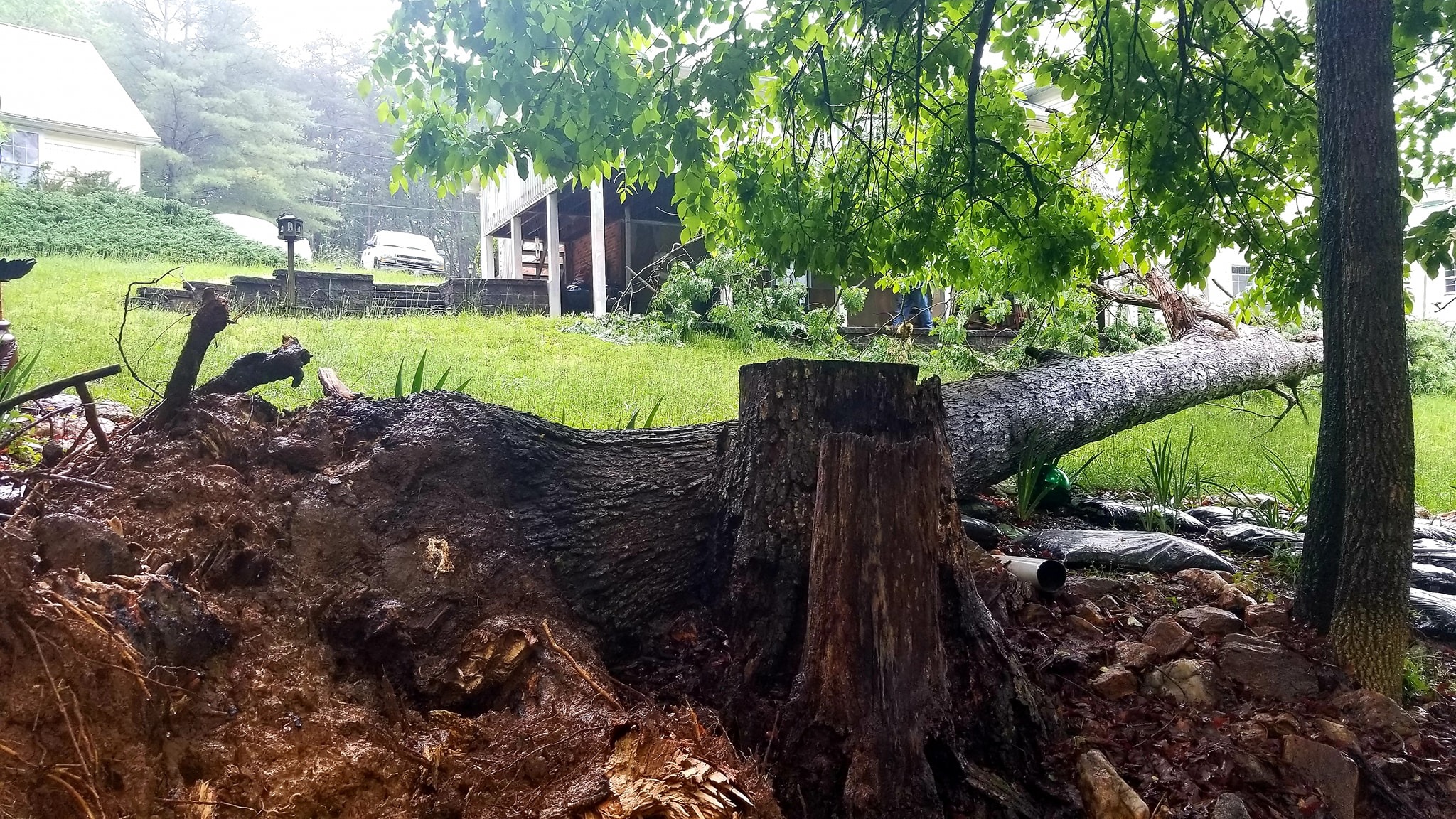 Roanoke Tree Risk Assessment Service - J&J Treewackers