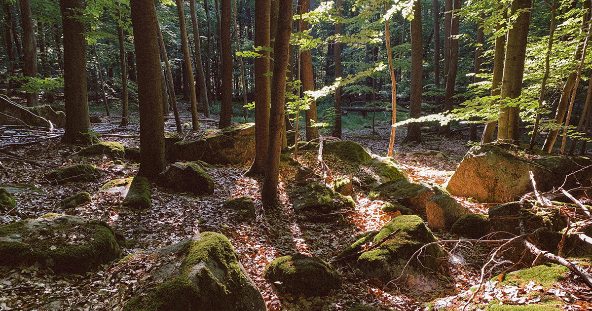 Raus aus'm Office. Rein in den Wald.