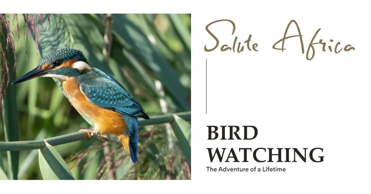 Tailor-Made Bird Watching Tours & Holidays In Africa | Salute Africa